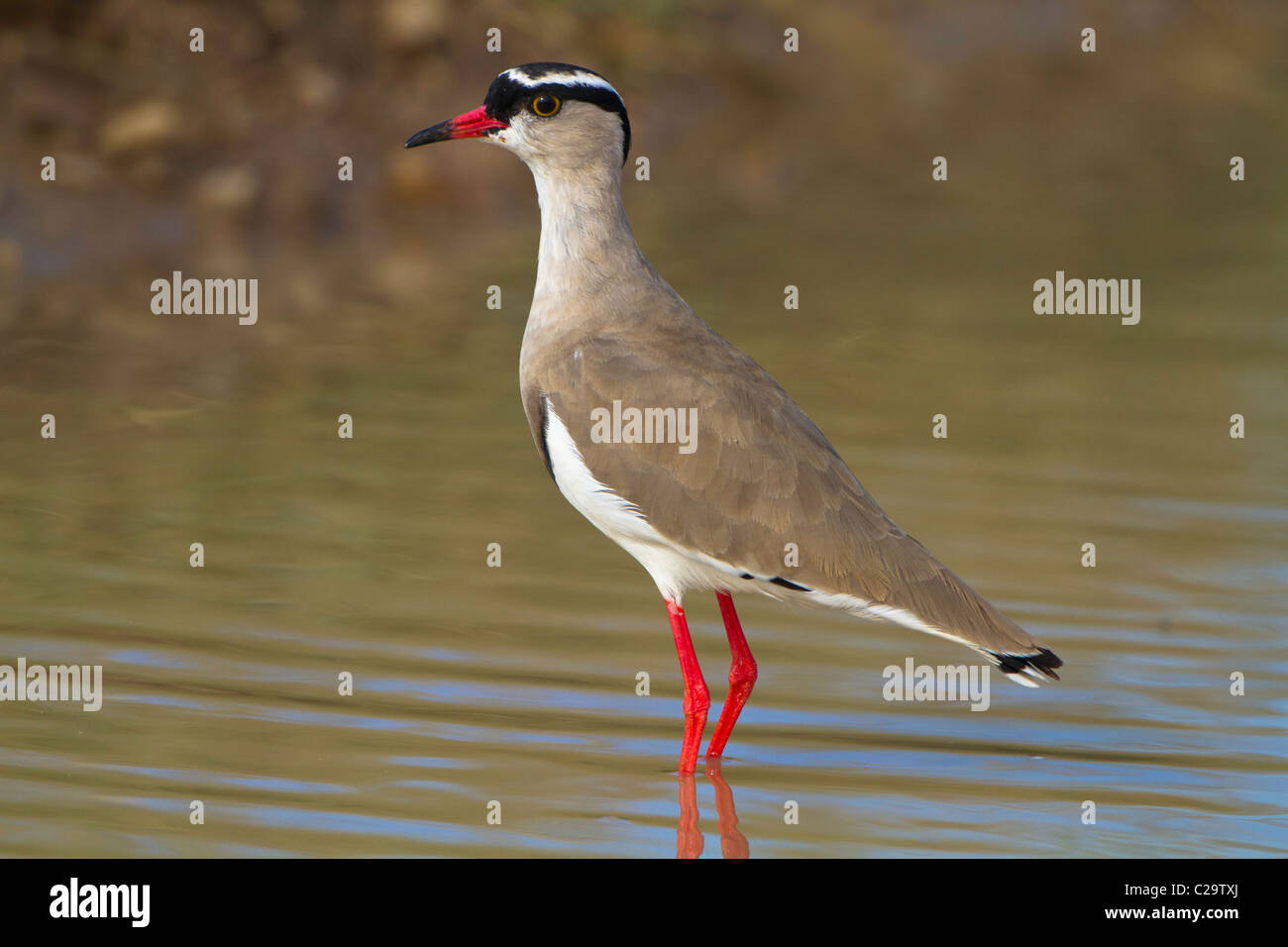 Desert plover hi-res stock photography and images - Alamy