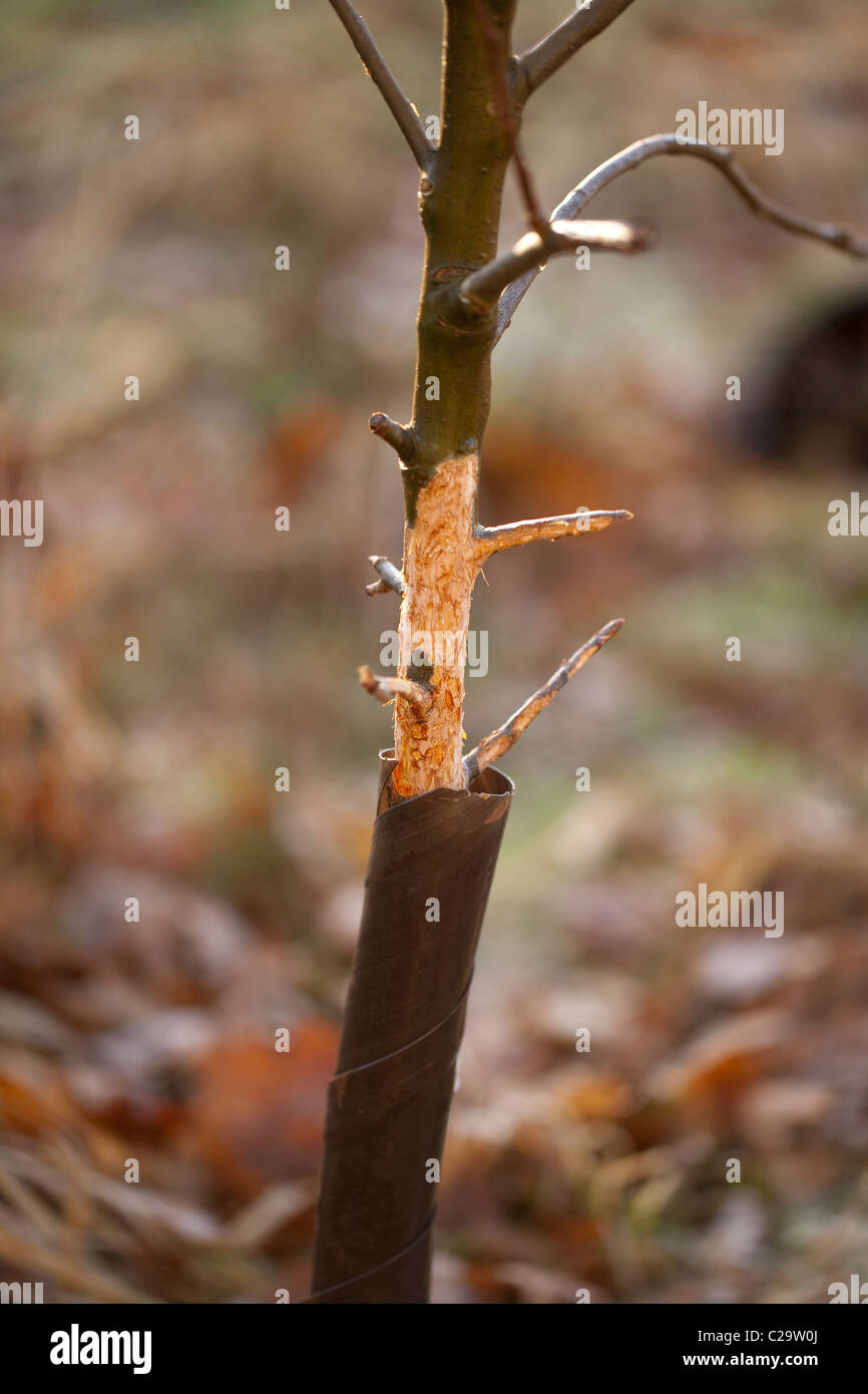 Sapling Fruit Tree, which, despite plastic guard, a Rabbit (Oryctolagus ...