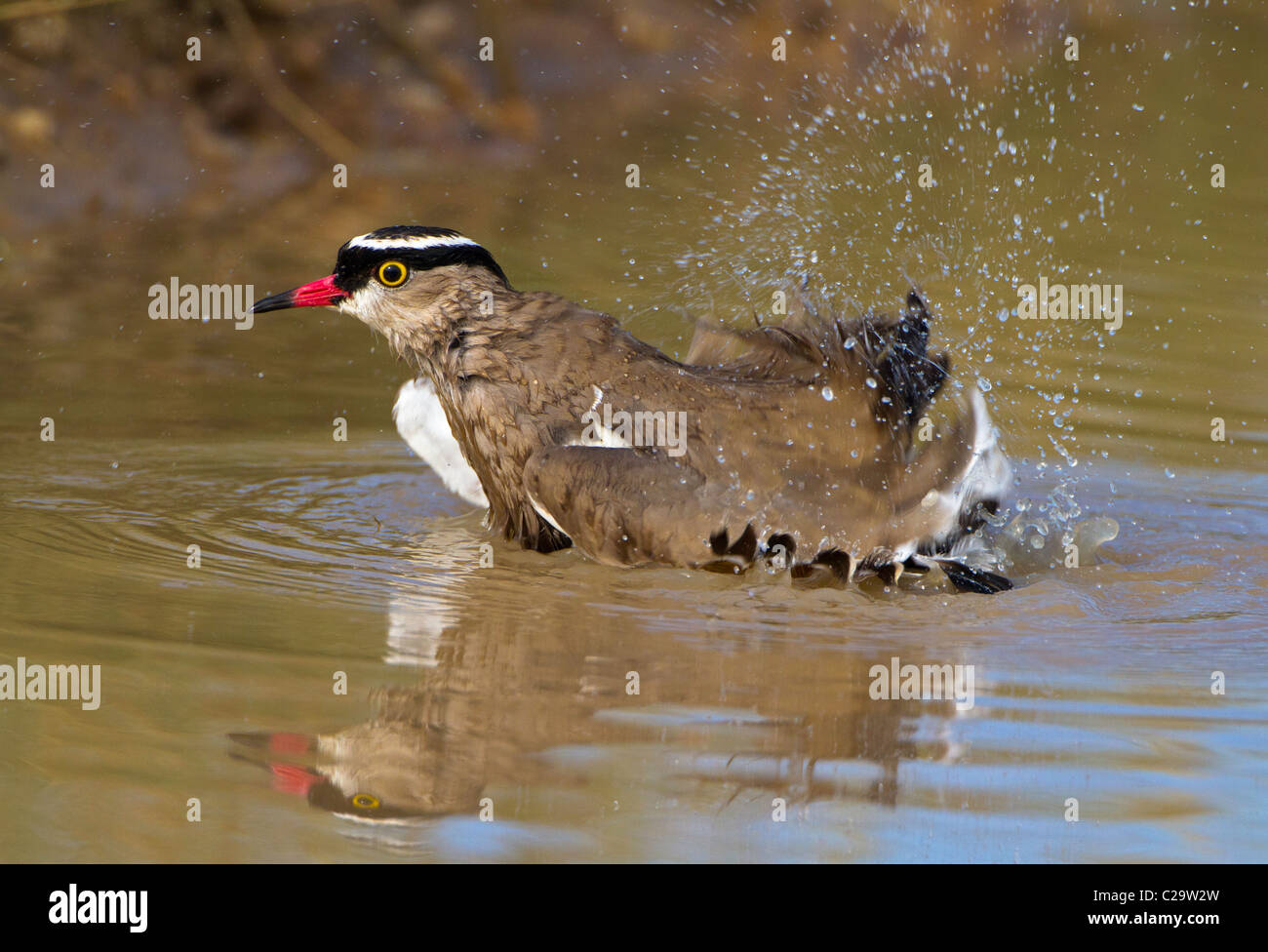 Desert plover hi-res stock photography and images - Alamy