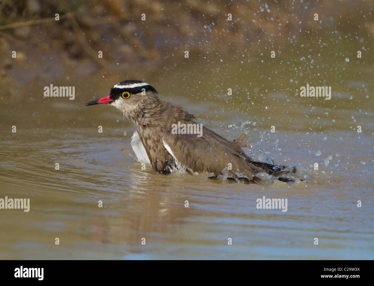 Desert plover hi-res stock photography and images - Alamy