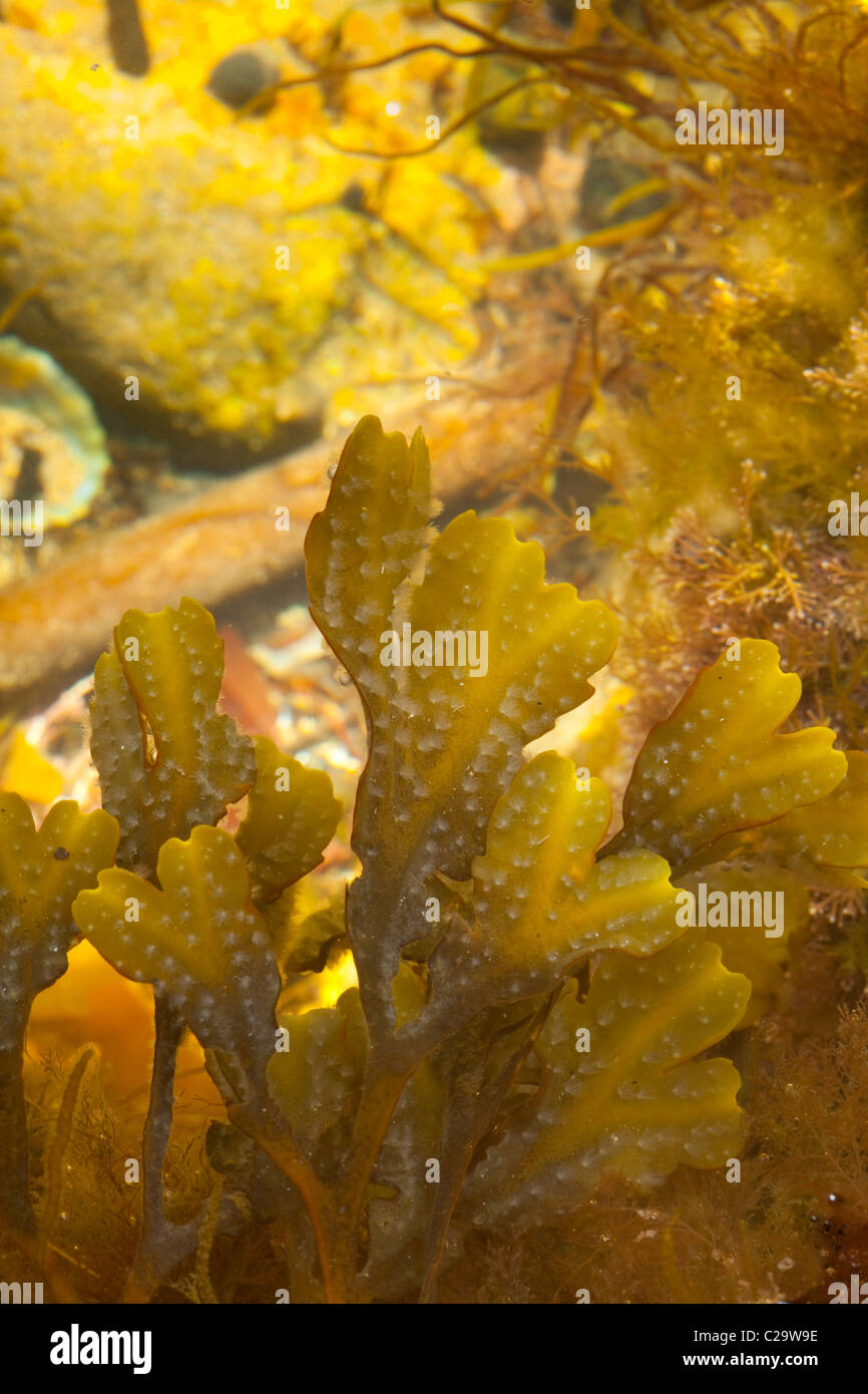 Seaweed underwater uk hi-res stock photography and images - Alamy