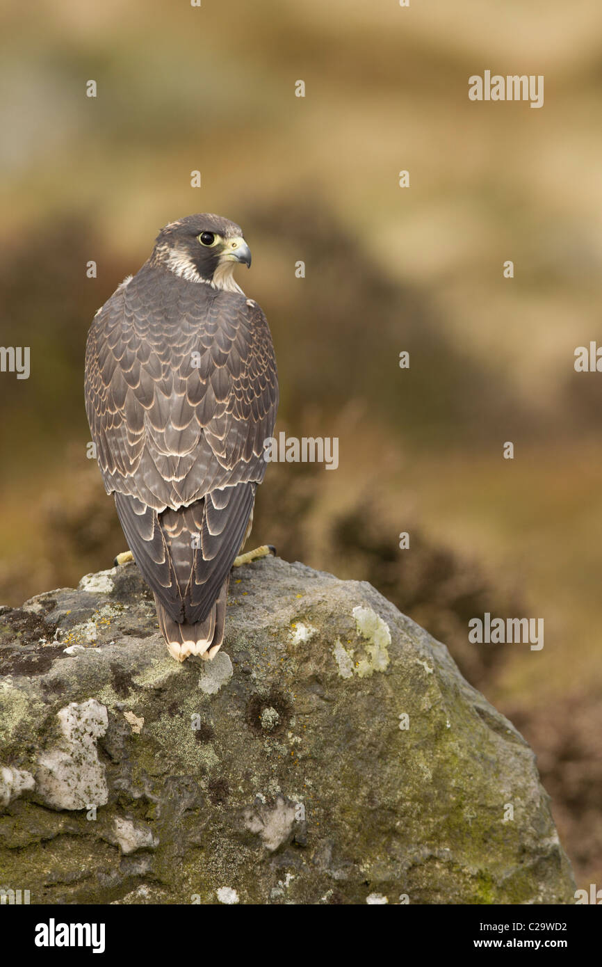 Peregrine Falcon (Falco peregrinus Stock Photo - Alamy