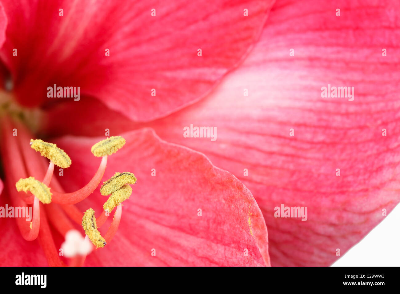 Royal red hippeastrum, closeup Stock Photo - Alamy