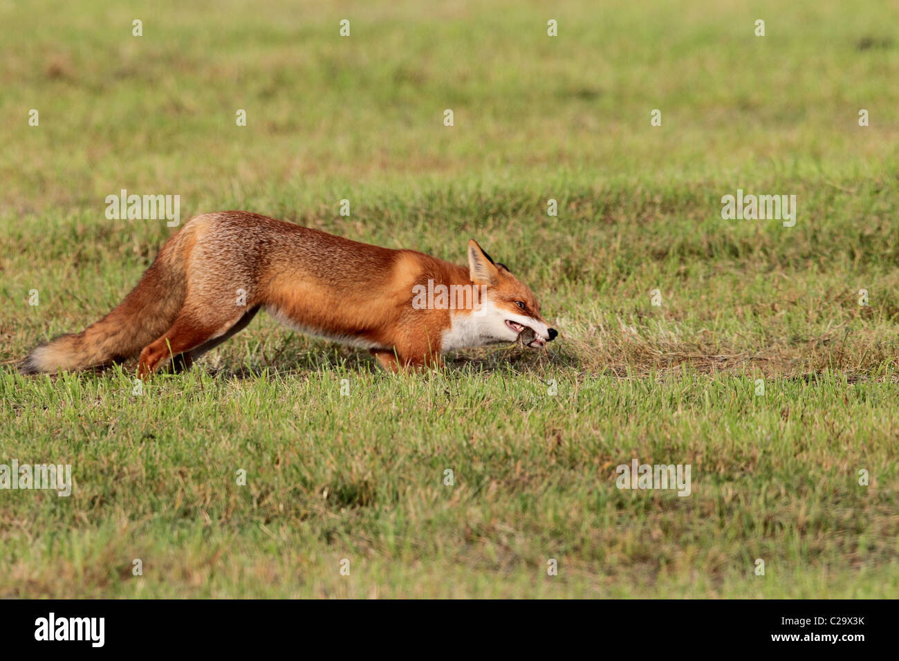 Fox hunting prey hi-res stock photography and images - Alamy