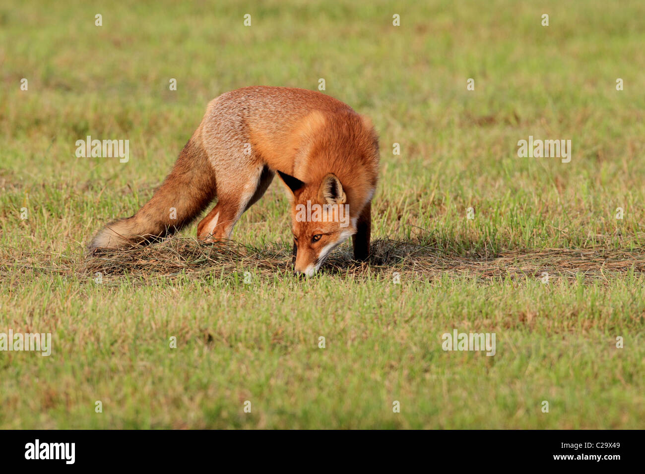 Red Fox Hunting Prey High Resolution Stock Photography and Images - Alamy