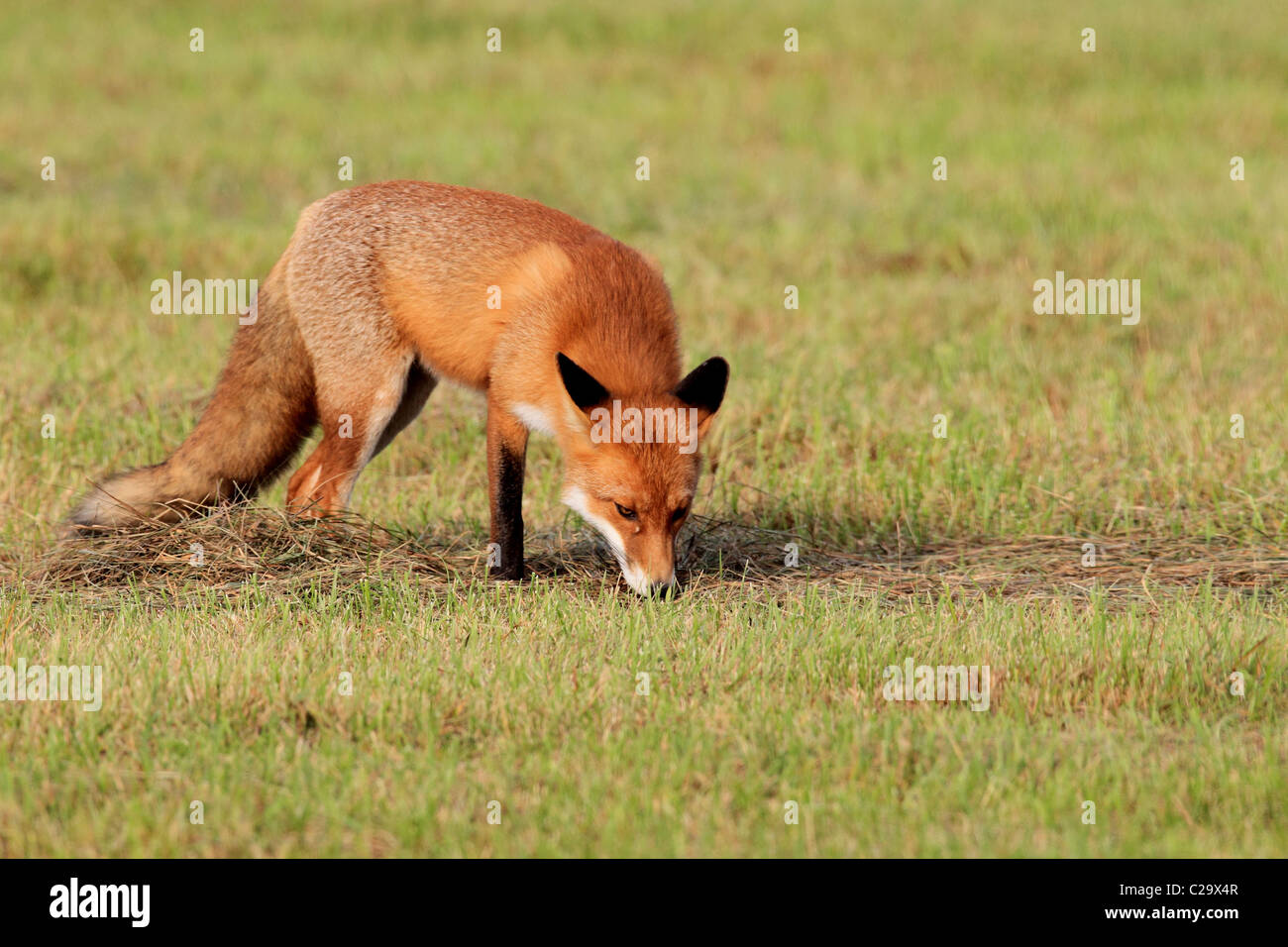 Fox hunting prey hi-res stock photography and images - Alamy