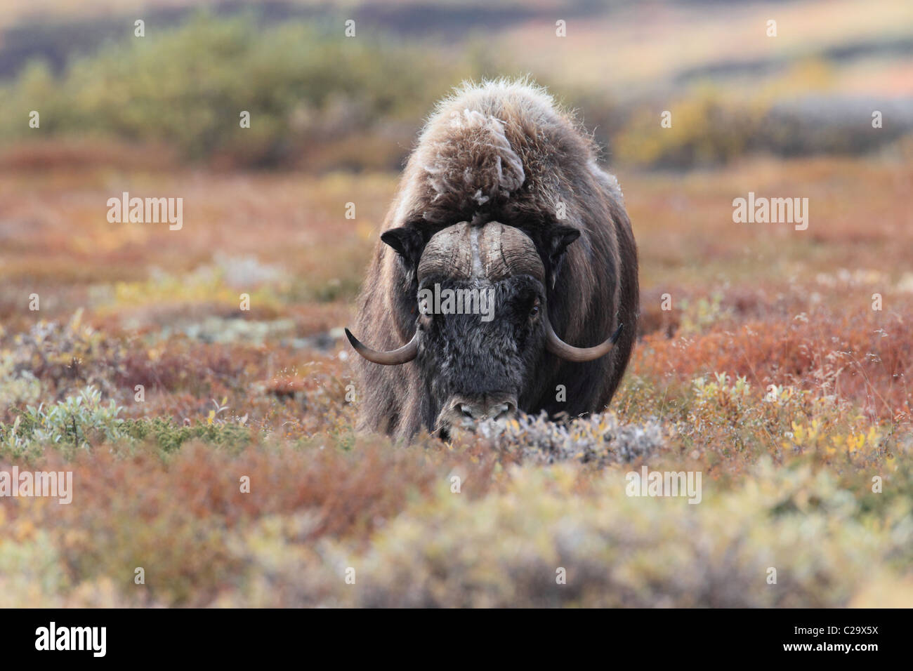 Moschustier High Resolution Stock Photography and Images - Alamy