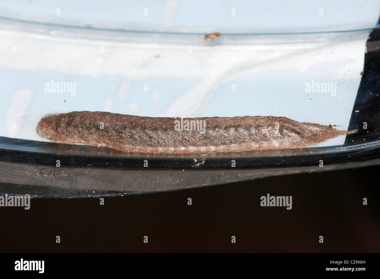 Eggs of a praying mantis (Spiny Flower Mantis, Pseudocreobotra ...