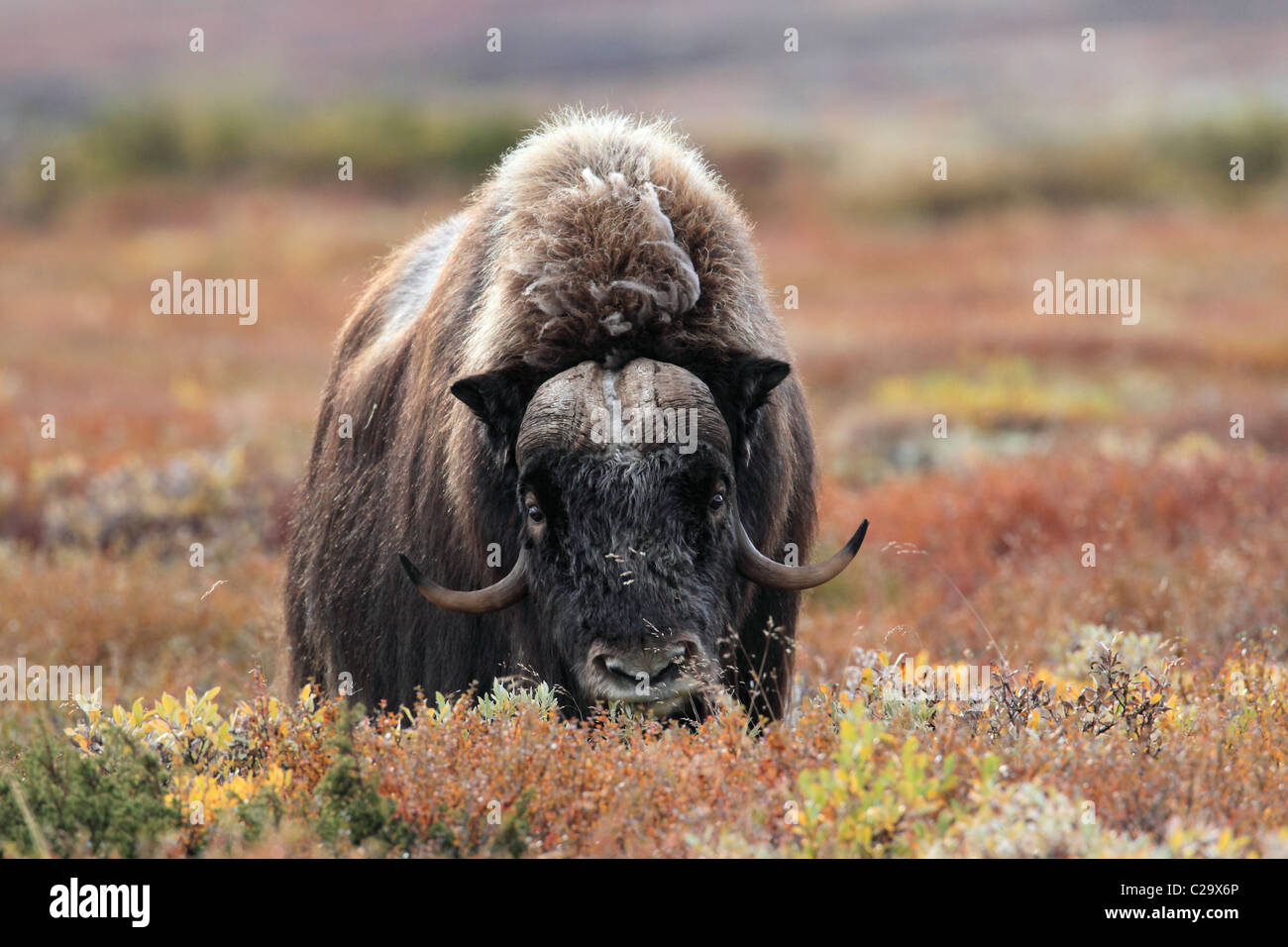 Moschustier hi-res stock photography and images - Alamy