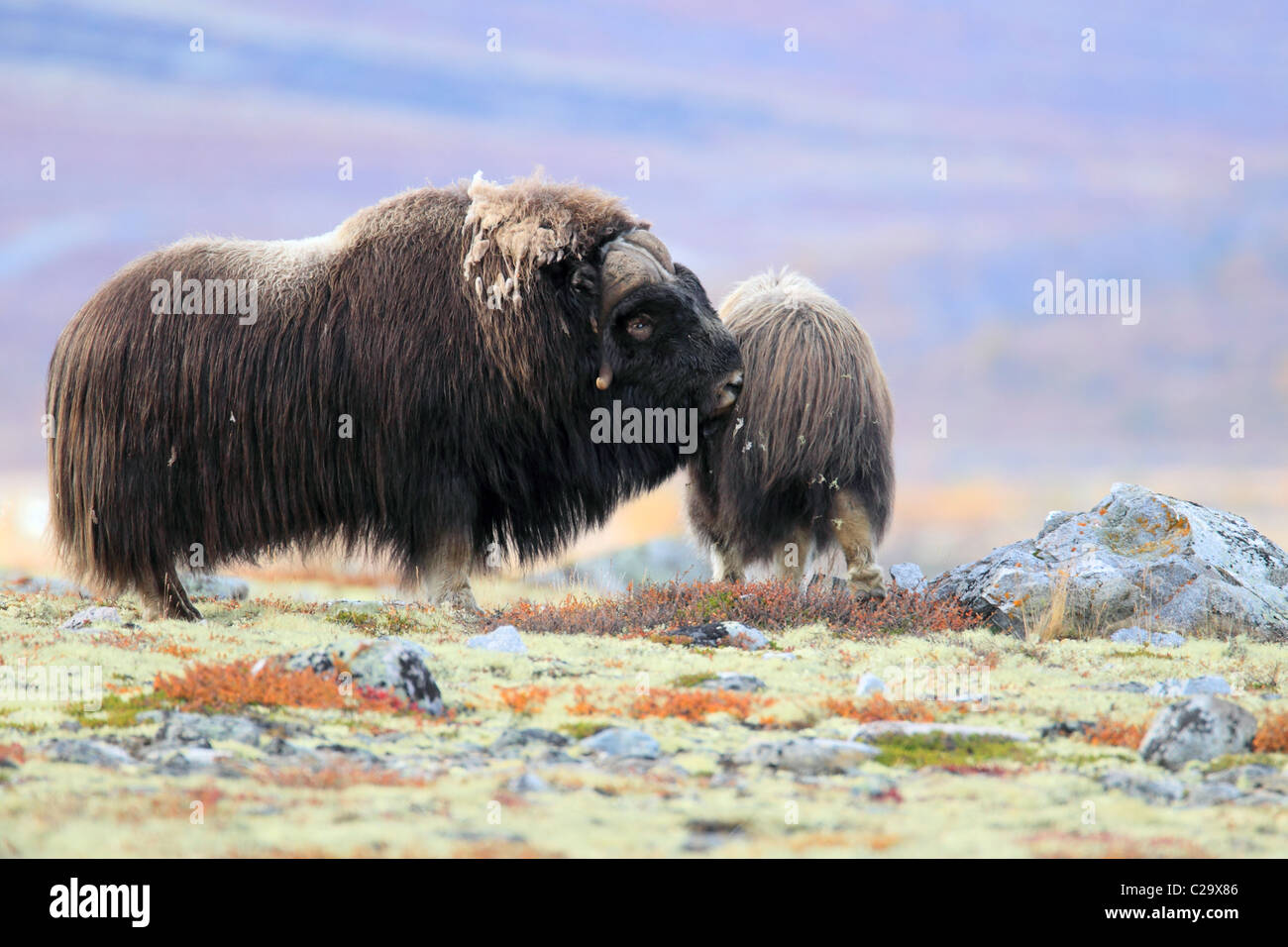 Moschustier hi-res stock photography and images - Alamy