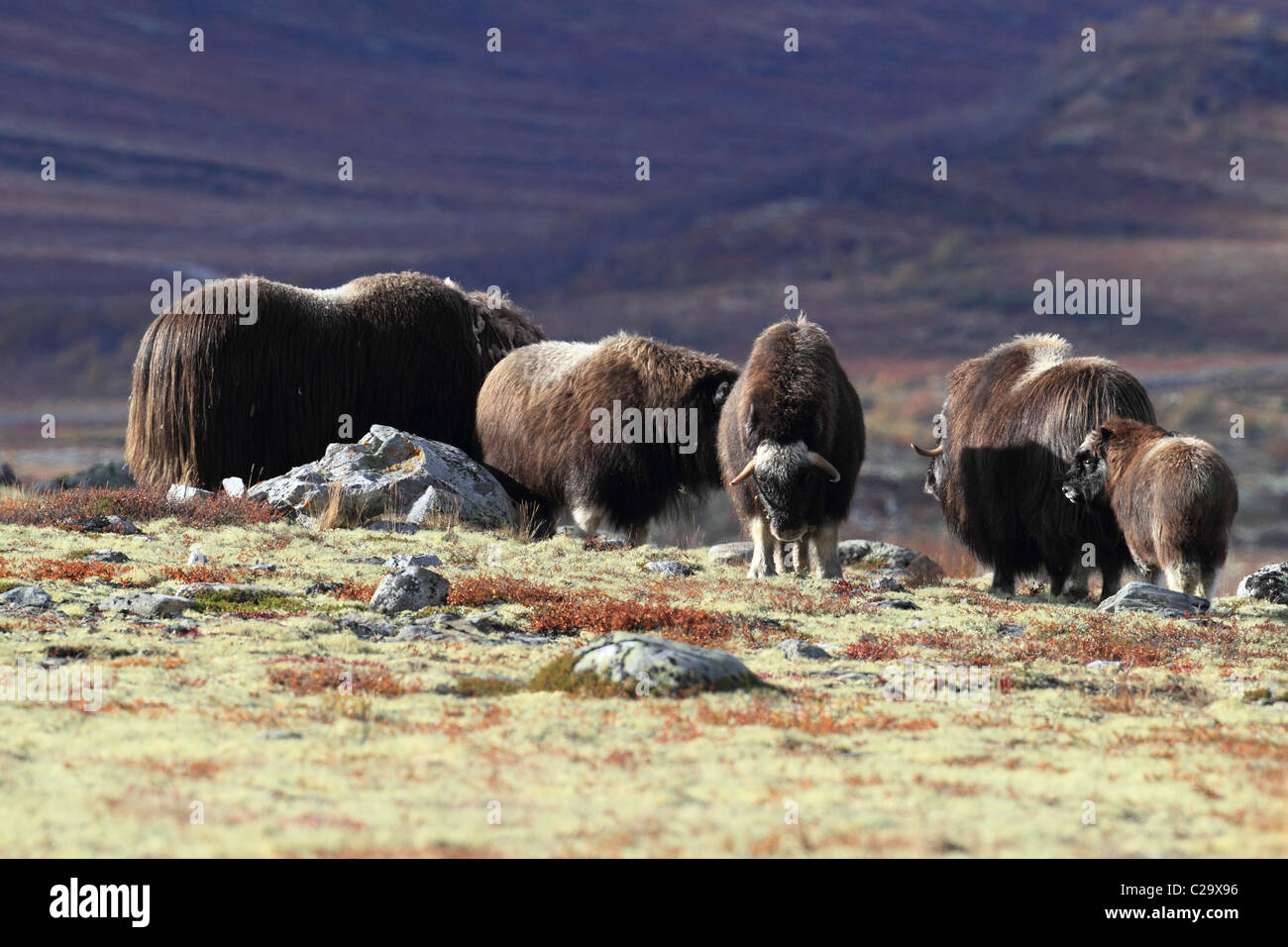 Musk ox herd Norway Dovre Stock Photo - Alamy