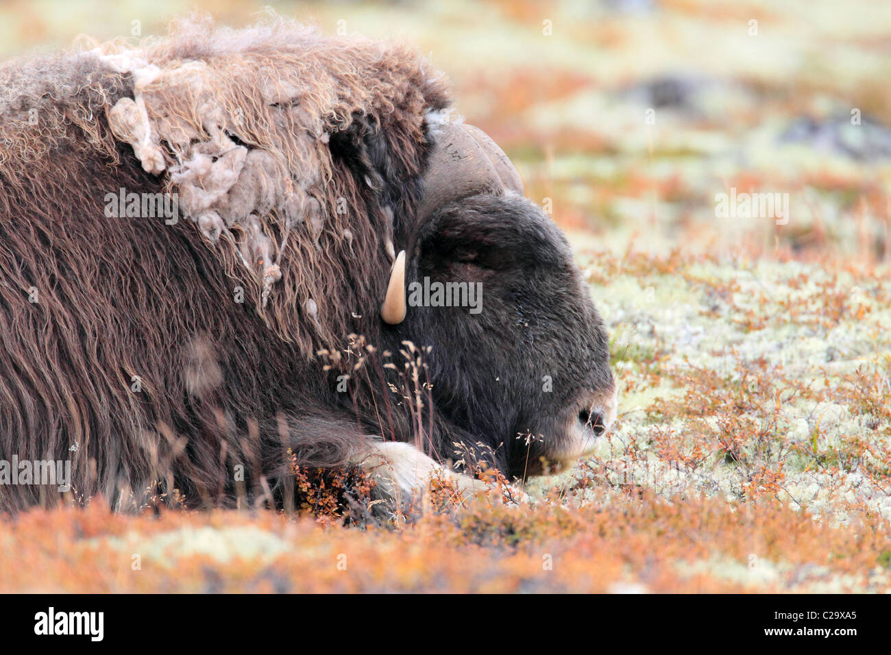 Moschustier High Resolution Stock Photography and Images - Alamy