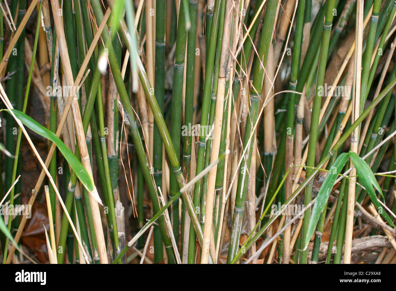 Bamboo trees growing in park in Virginia, USA Stock Photo - Alamy