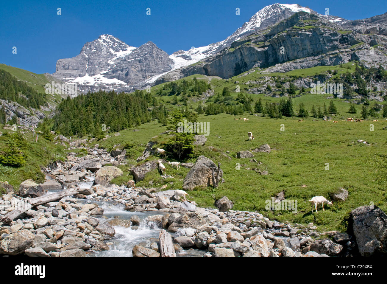 In the Trummel Bach valley, looking east upstream towards the towering ...