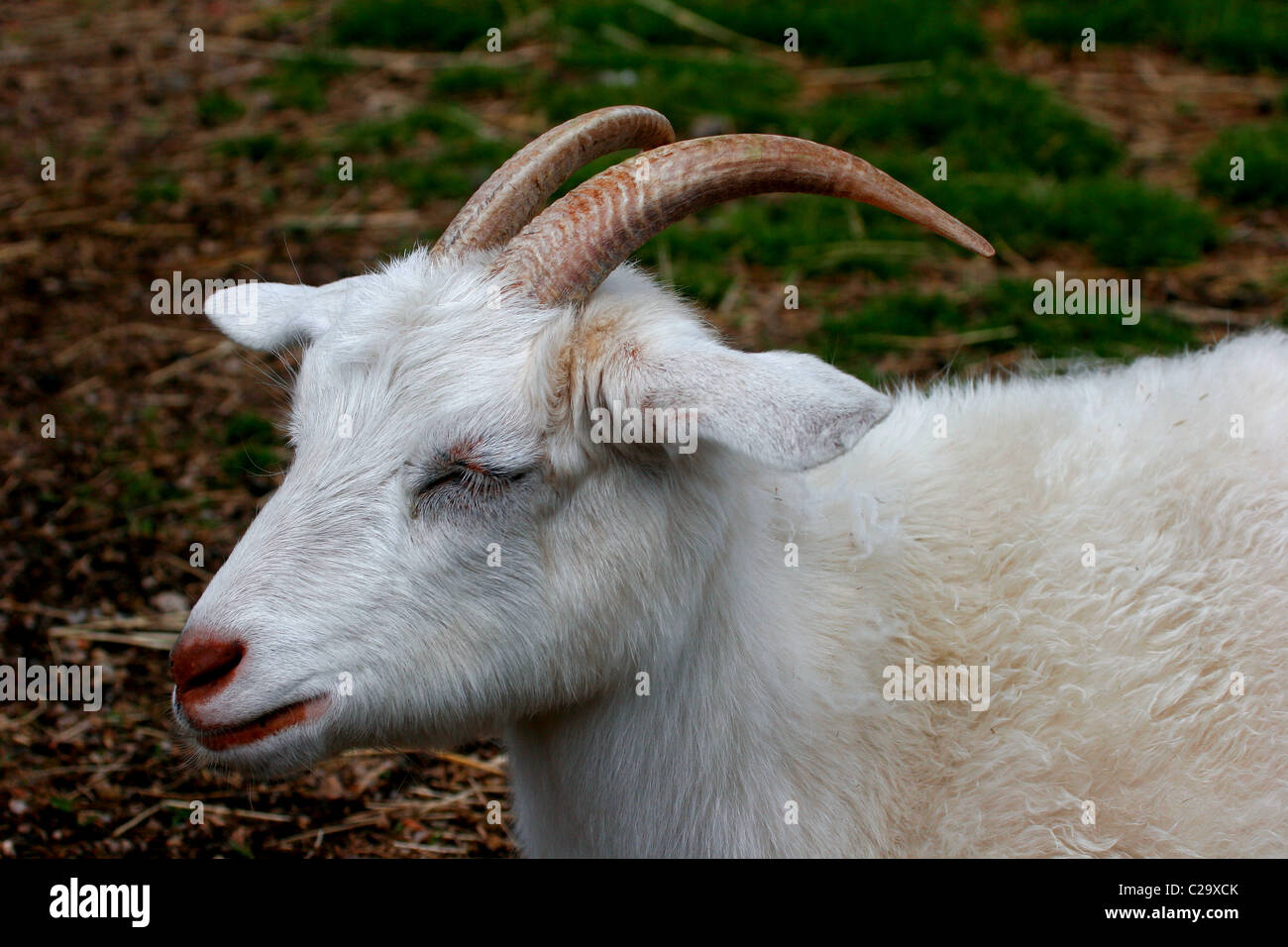 Goat in childrens petting zoo. Richmond, Virginia Stock Photo - Alamy