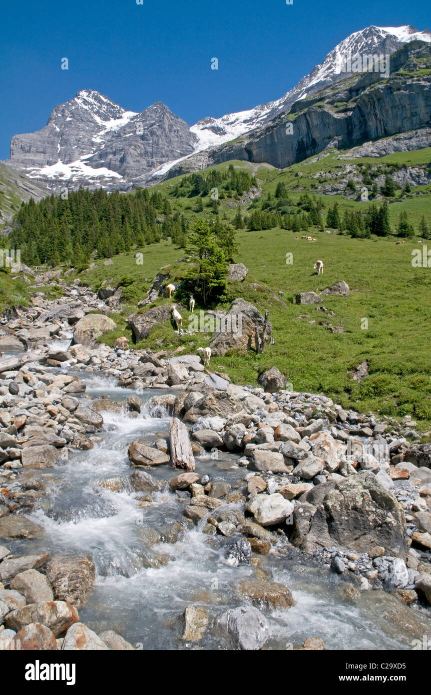 In the Trummel Bach valley, looking east upstream towards the towering ...