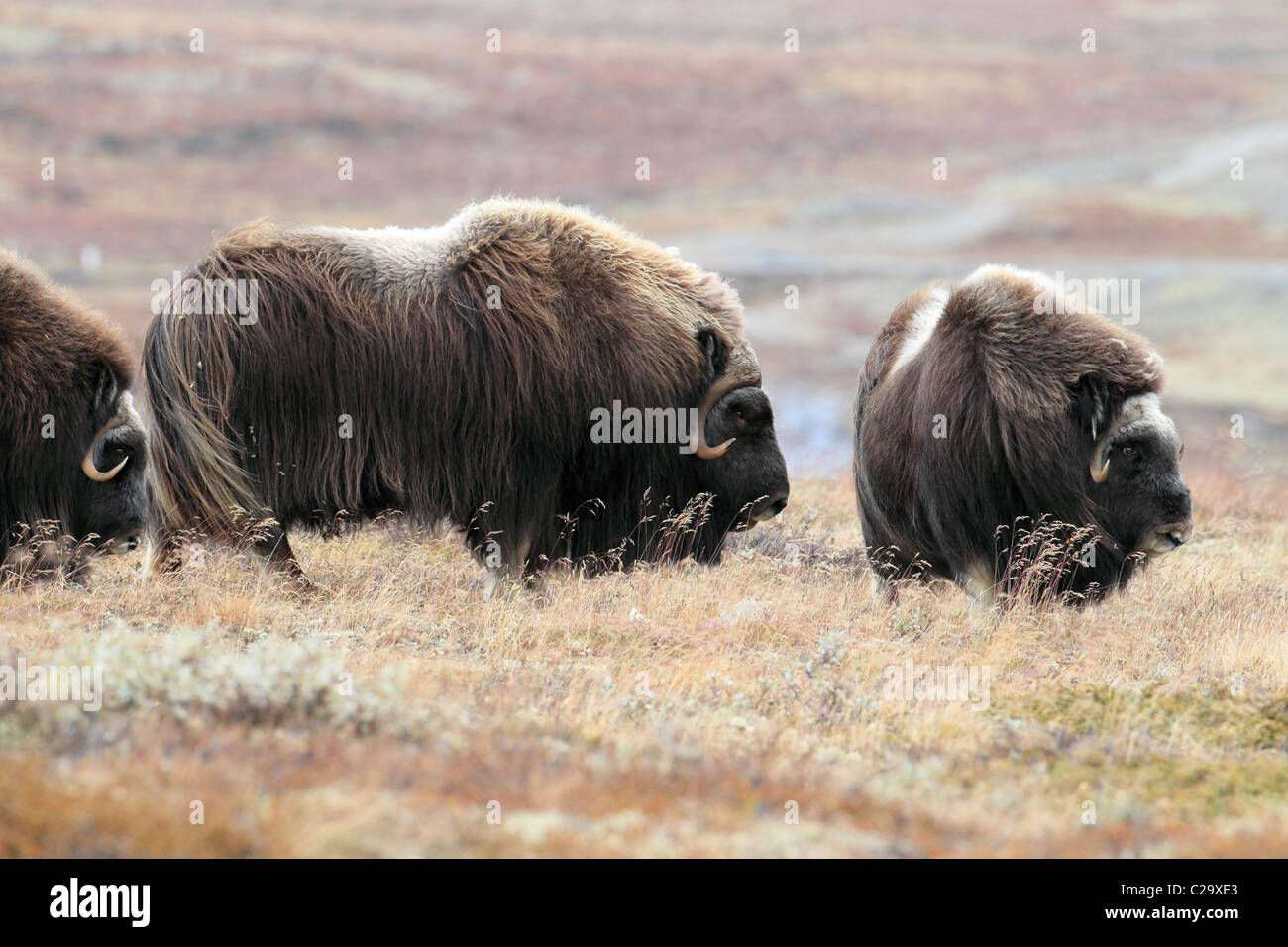 Musk oxen Dovre Norway NP Stock Photo - Alamy