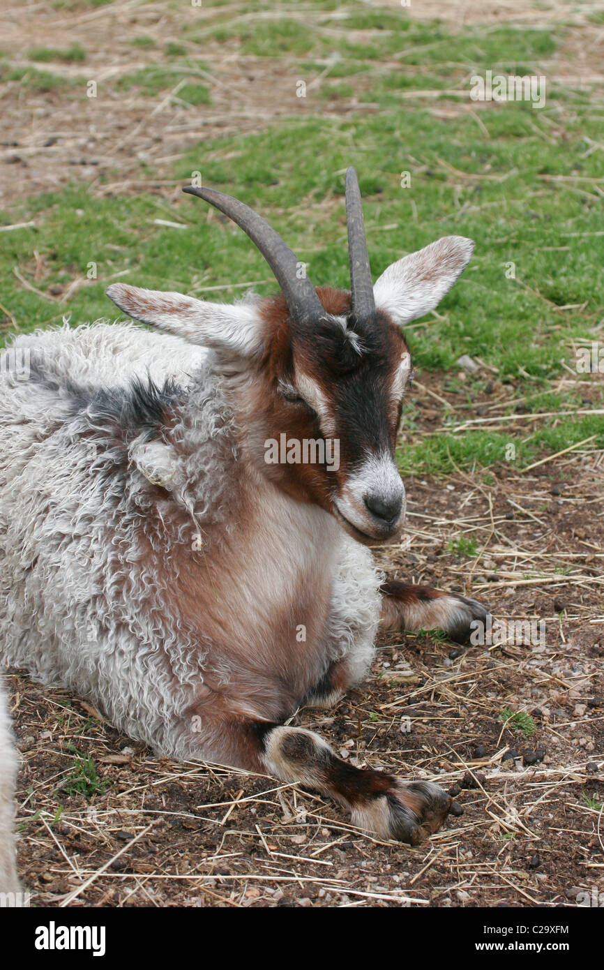 Goat in children's petting zoo, Richmond,Virginia Stock Photo - Alamy