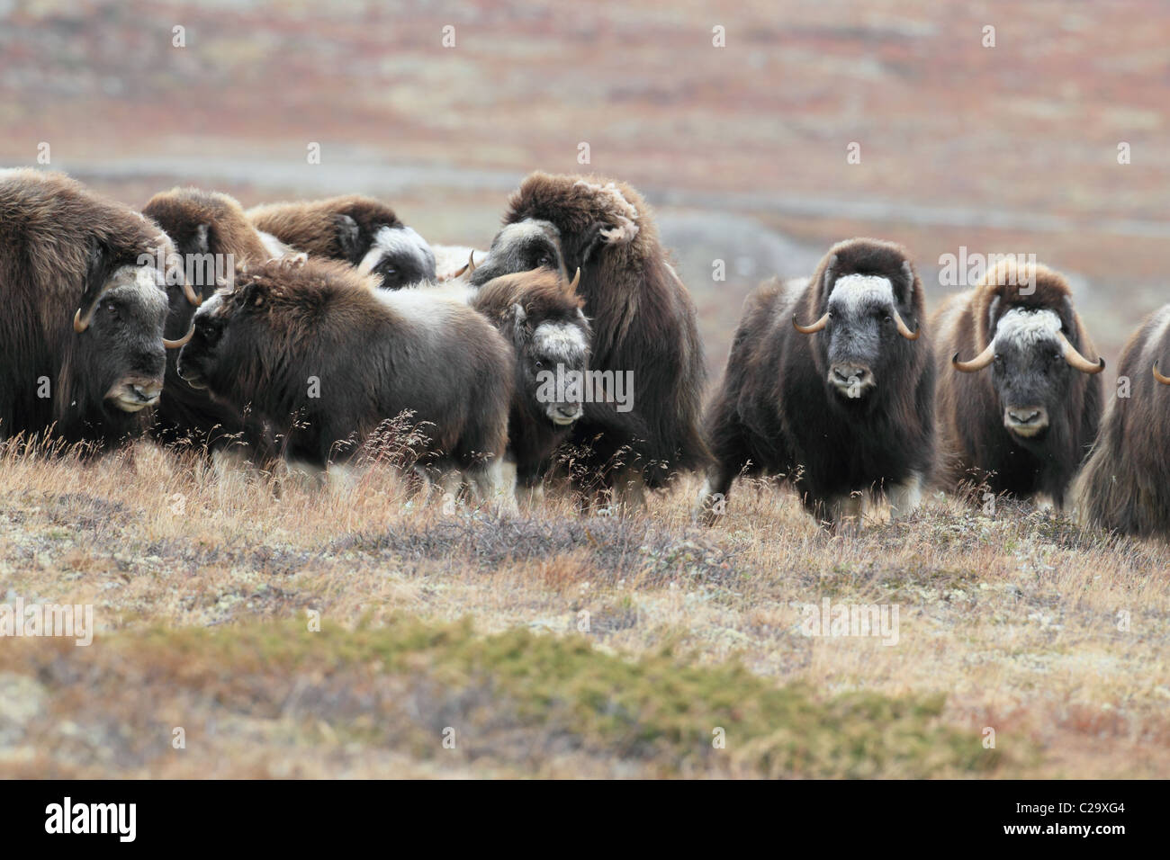 Musk ox herd autumn hi-res stock photography and images - Alamy