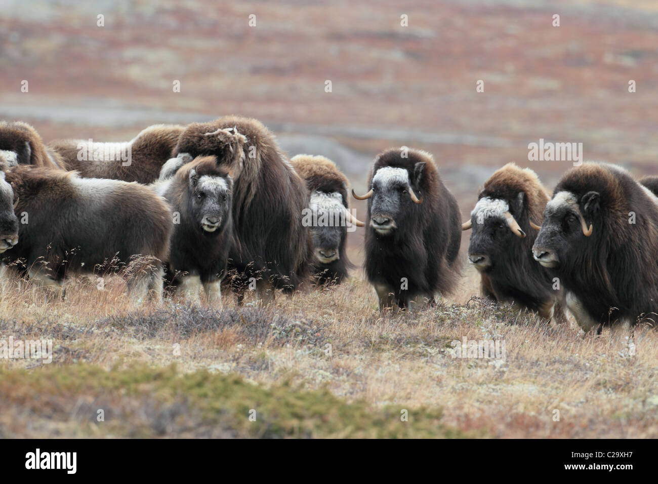 Musk ox herd Norway Dovre Stock Photo - Alamy
