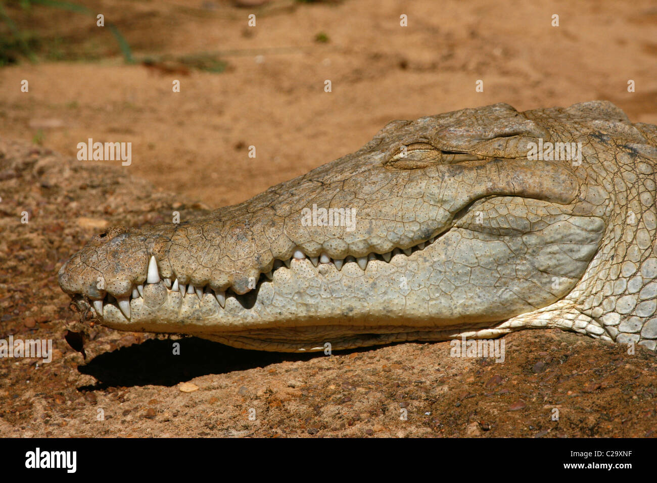 Sleeping crocodile hi-res stock photography and images - Alamy