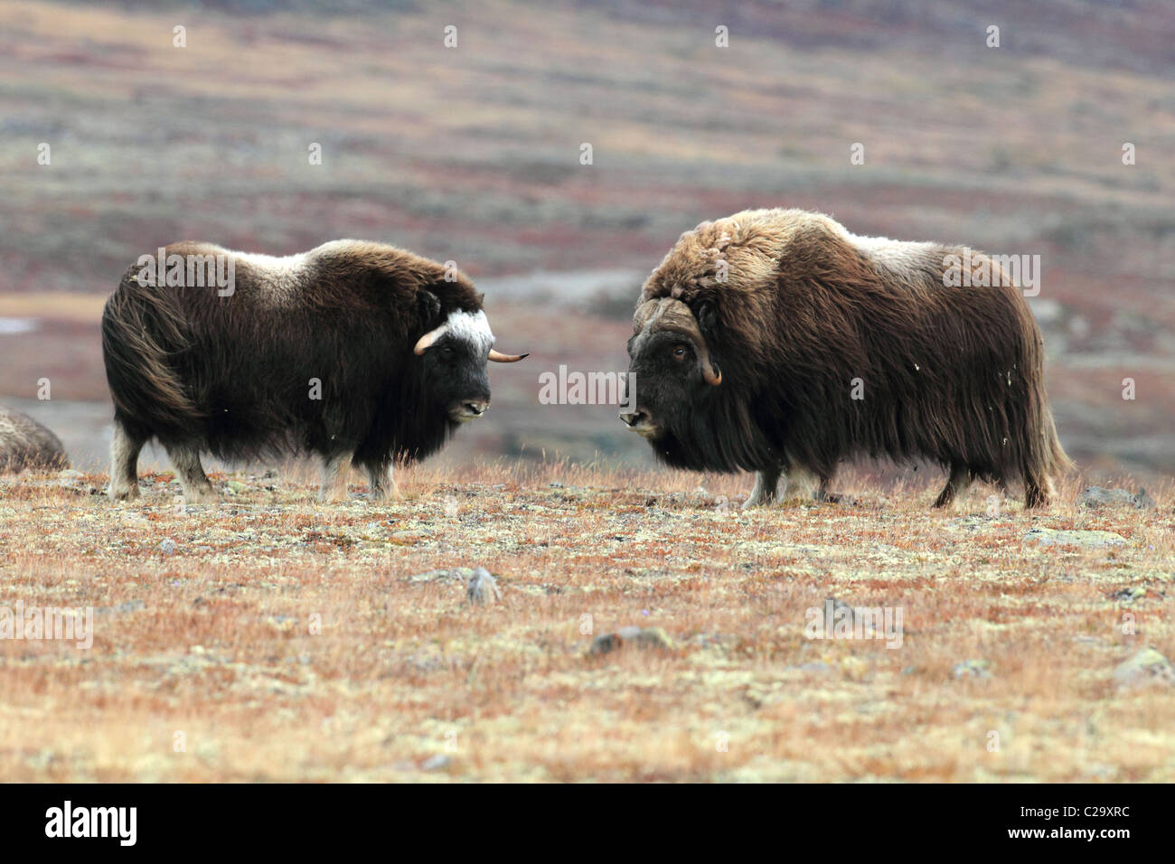 Moschustier hi-res stock photography and images - Alamy