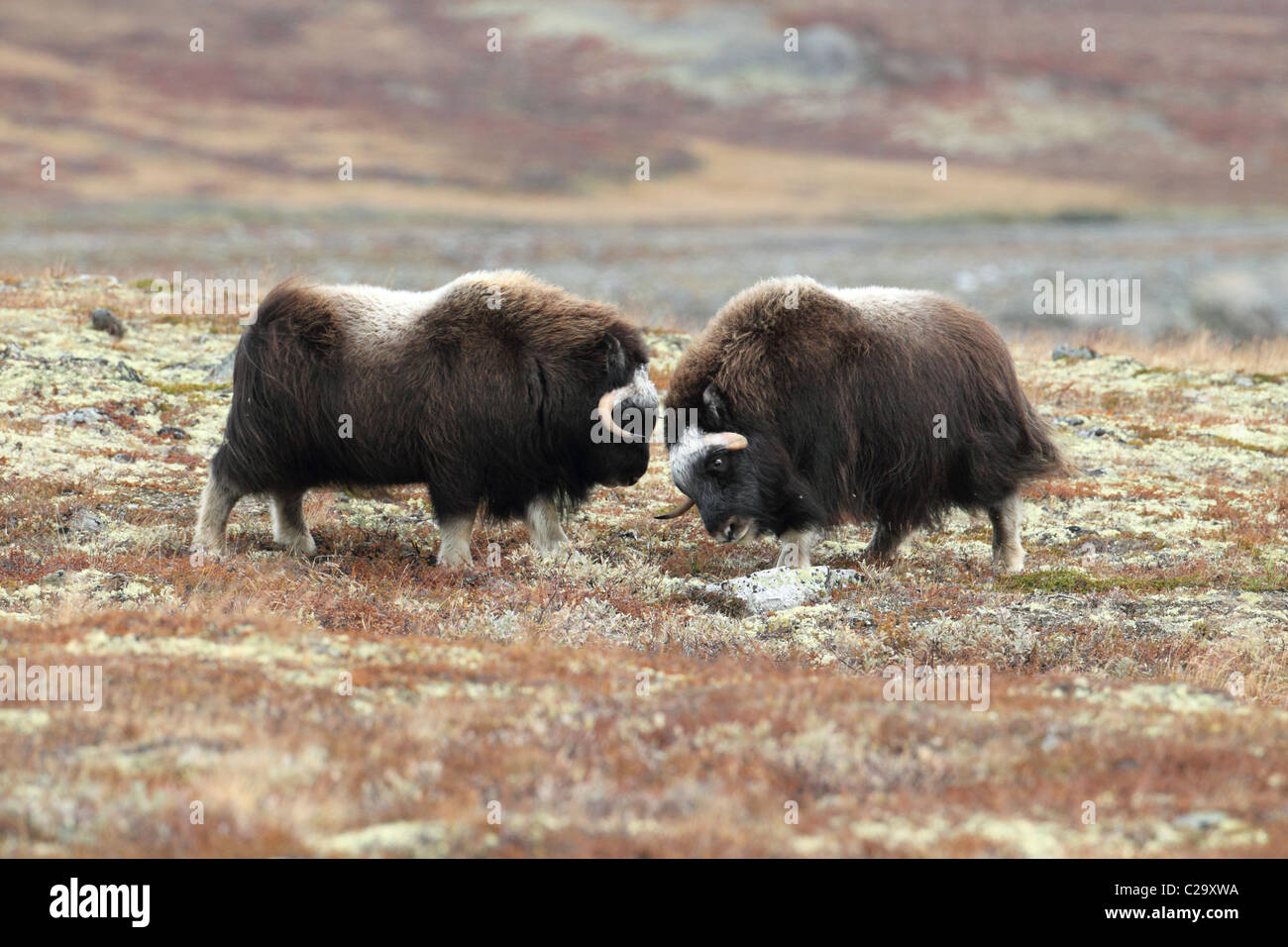 warring young musk ox bull Norway Stock Photo - Alamy
