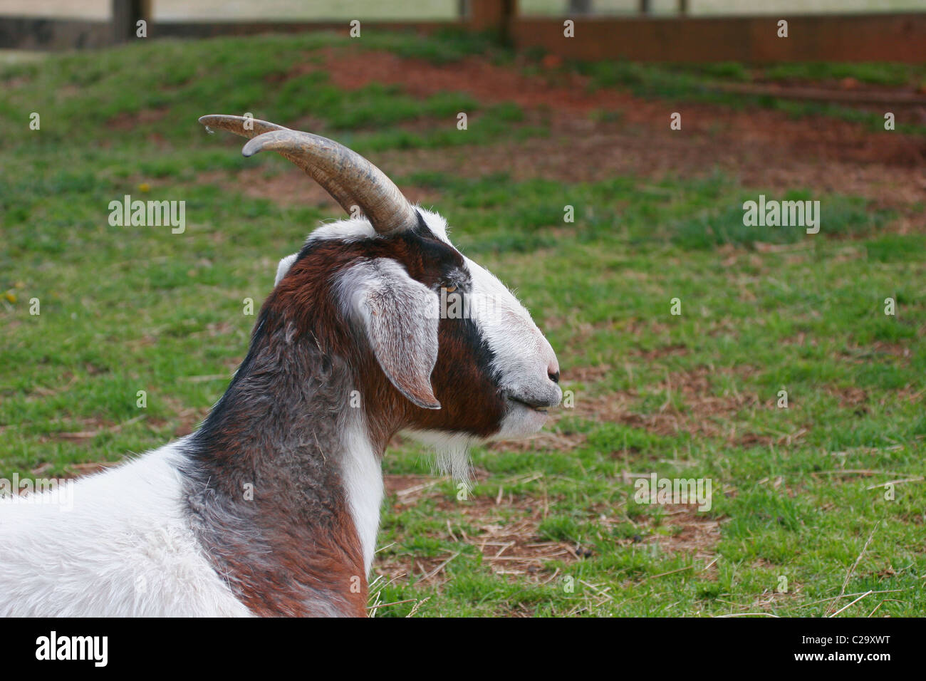 Goat in childrens petting zoo. Richmond, Virginia Stock Photo - Alamy