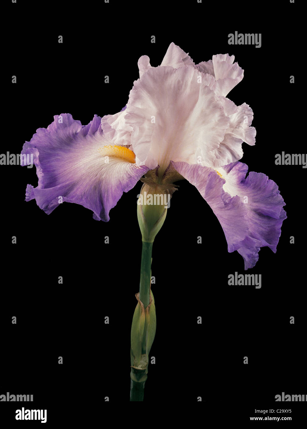 A close up studio portrait of the Bearded Iris 'Alizes' Stock Photo - Alamy