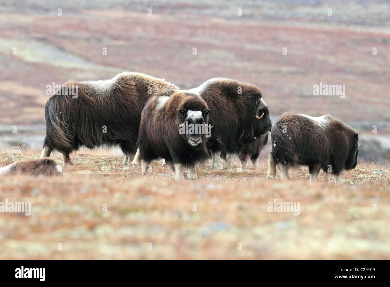 Arctic tundra animal herd hi-res stock photography and images - Alamy