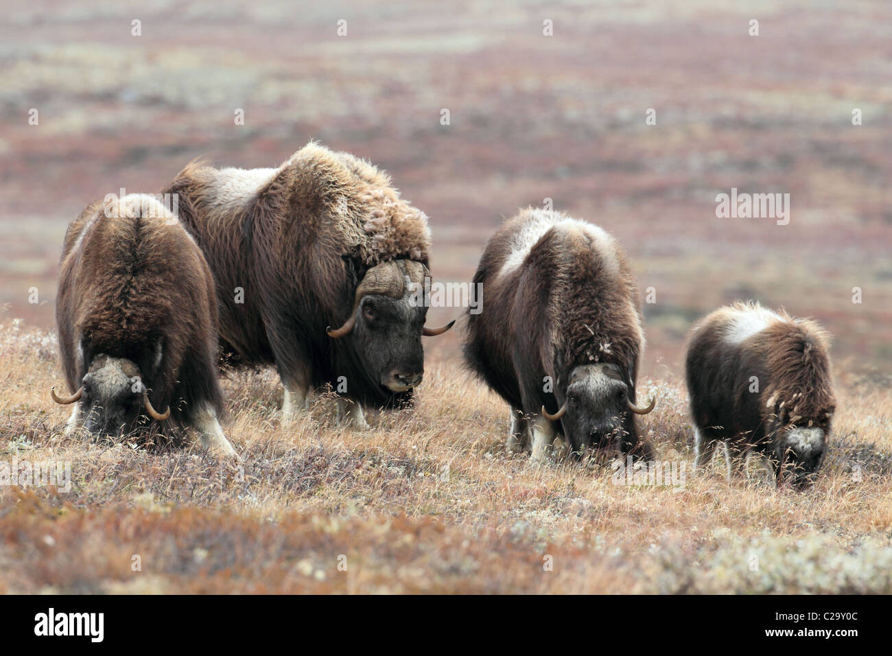 Musk ox herd Dovre Norway NP Stock Photo - Alamy