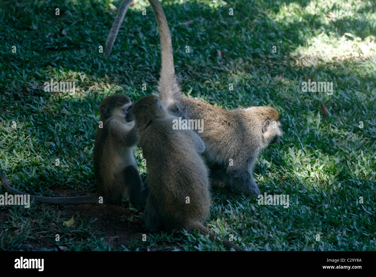 Two vervet monkeys (cercopithecus aethiops) grooming the tail of a ...