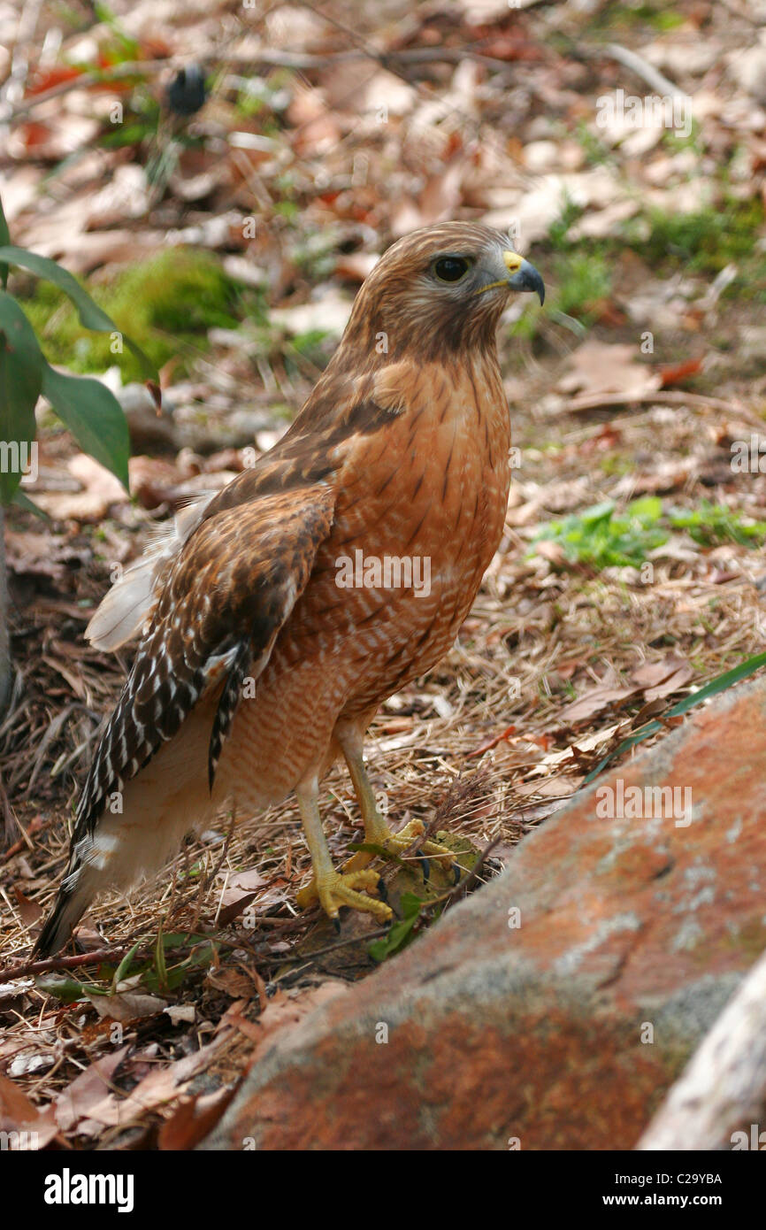 Red-Tailed Hawk (captive bird). Virginia, USA Stock Photo - Alamy