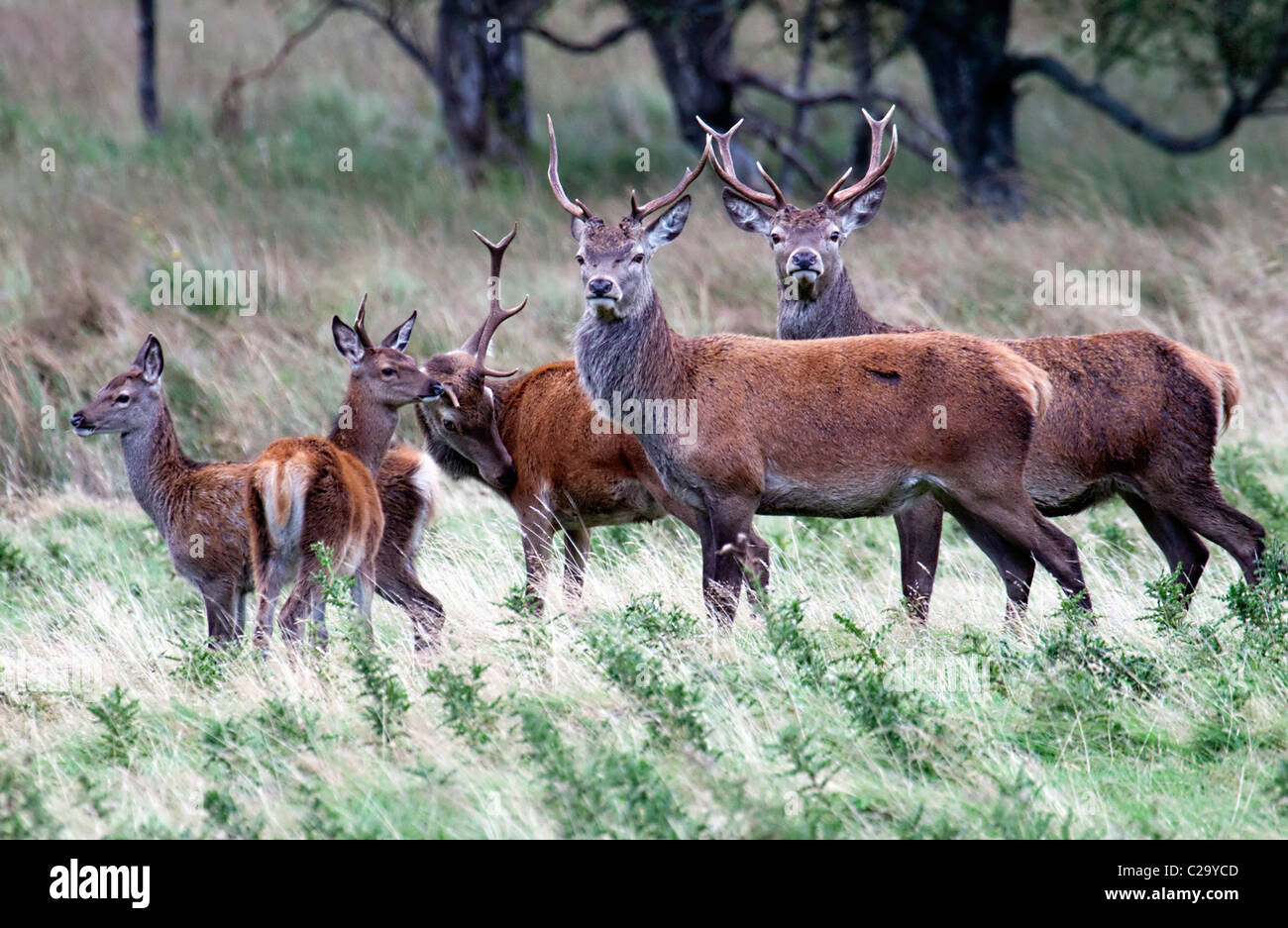 Deer Group Islands High Resolution Stock Photography and Images - Alamy