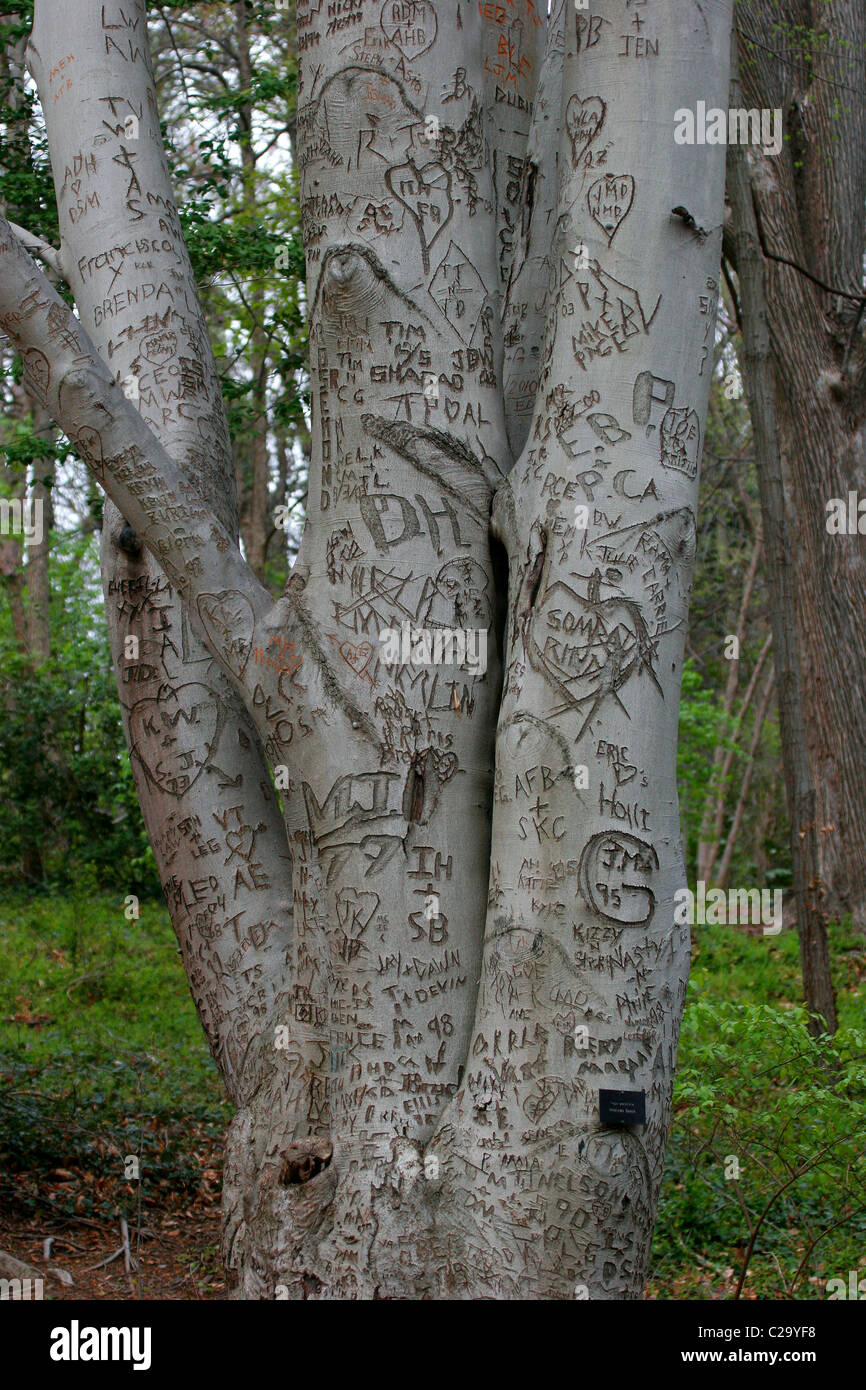 Tree trunk with carved names hi-res stock photography and images - Alamy
