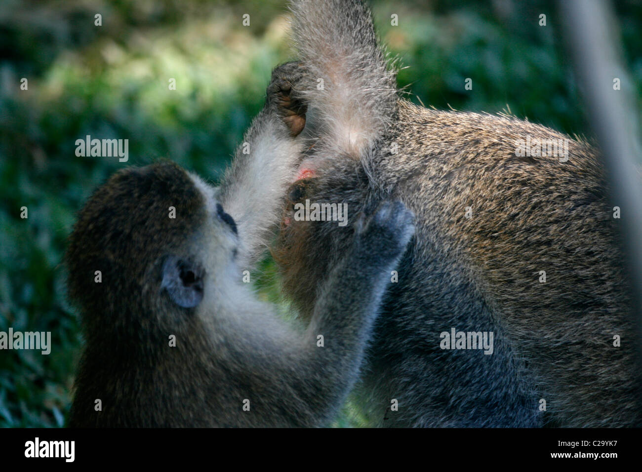 Monkey bum hi-res stock photography and images - Alamy