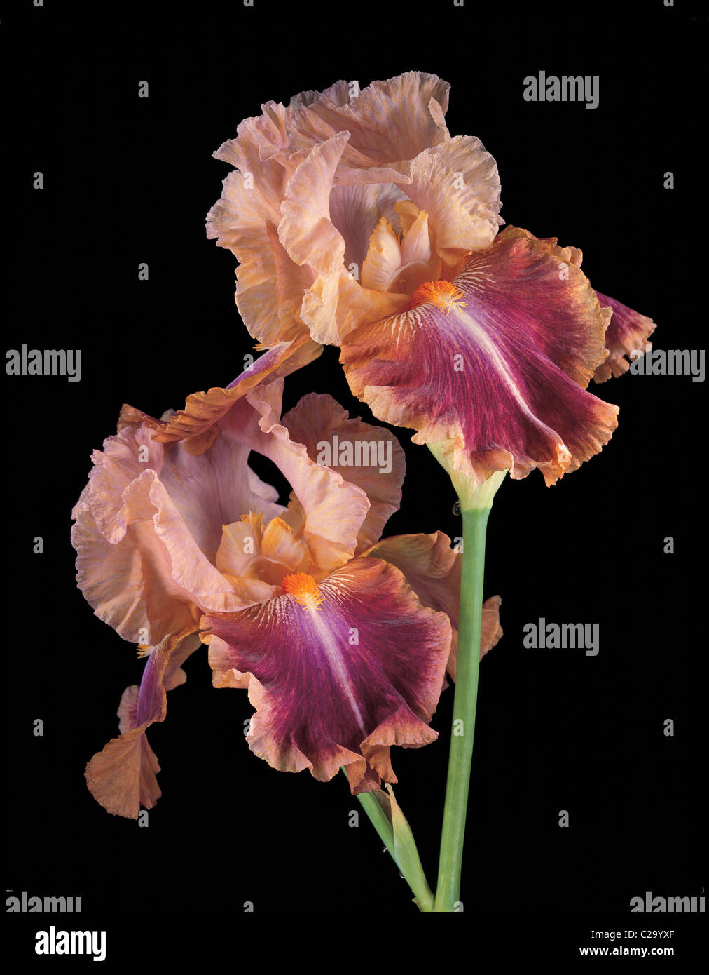 A close up studio portrait of the Bearded Iris 'Impressionist' Stock ...