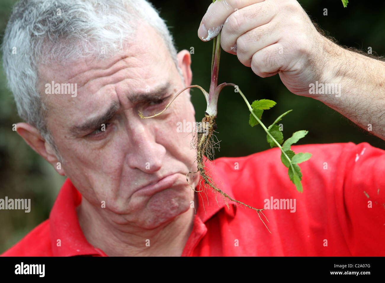 A sad gardener pictured looking at a badly grown parsnip in his garden ...