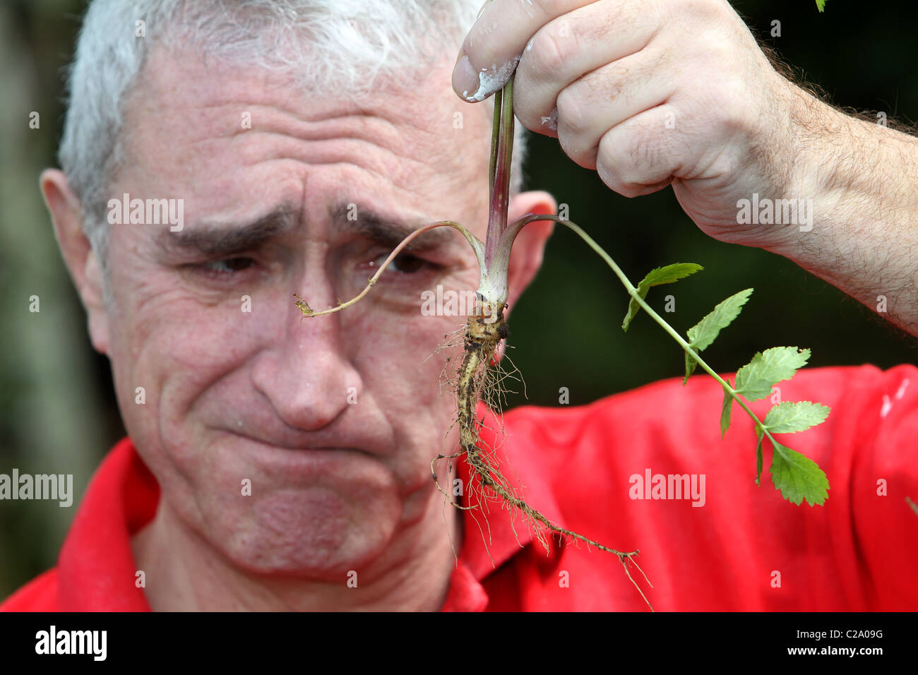 A sad gardener pictured looking at a badly grown parsnip in his garden ...