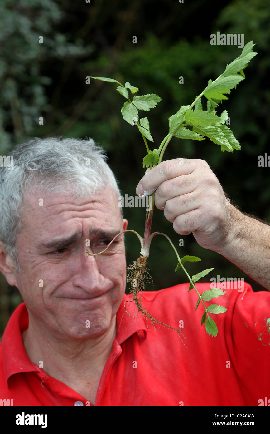 A sad gardener pictured looking at a badly grown parsnip in his garden ...