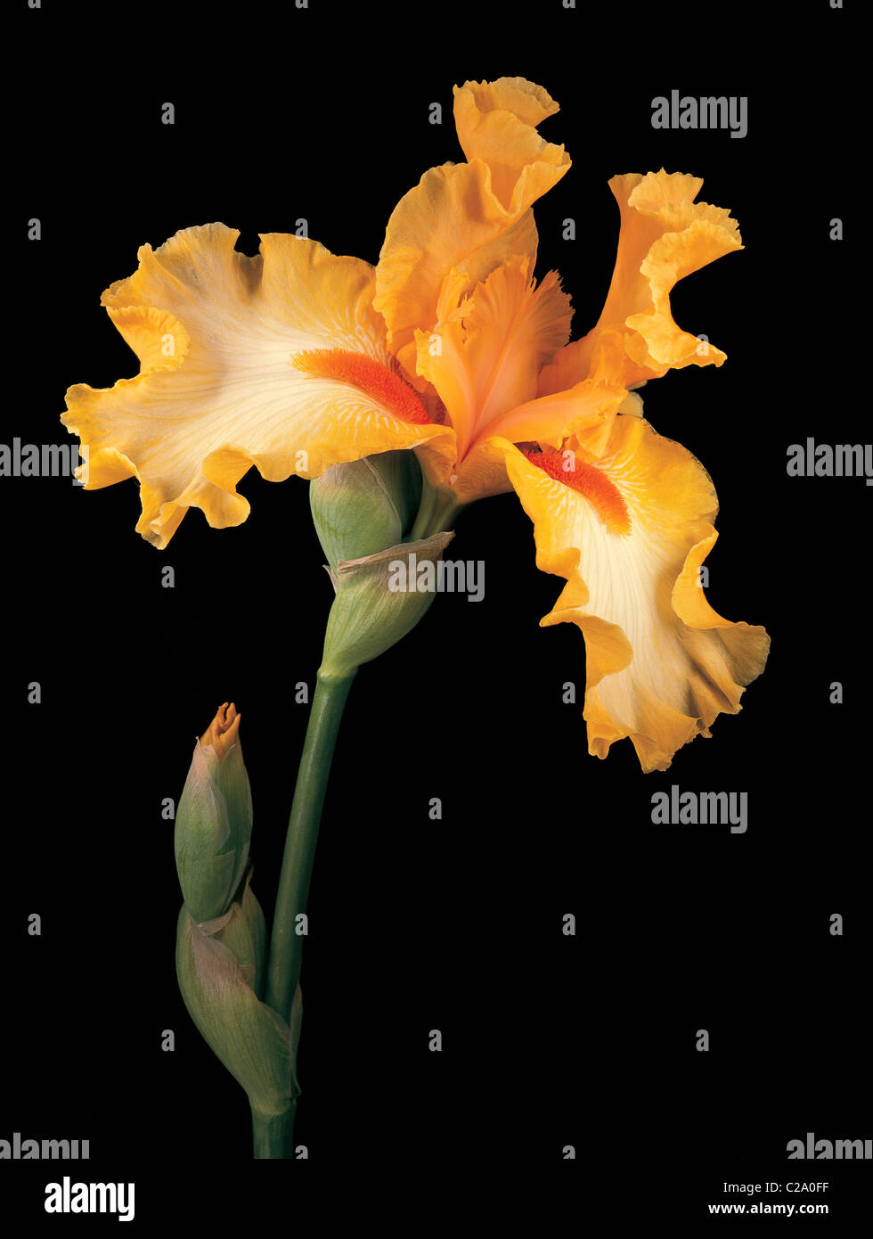 A close up studio portrait of the Bearded Iris 'Olympic Challenge ...