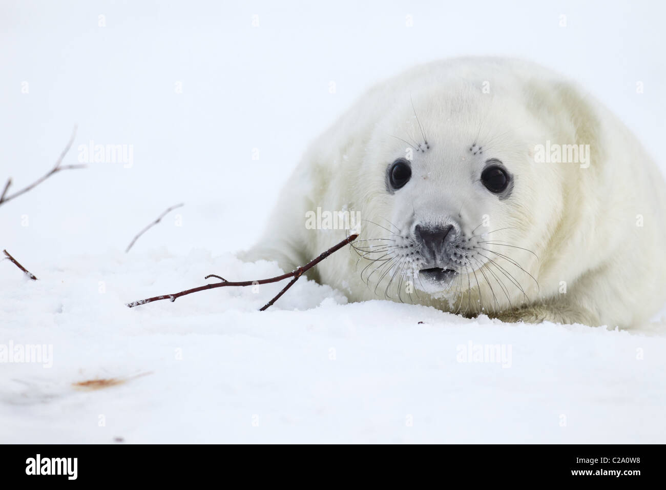gray seal pup Stock Photo - Alamy