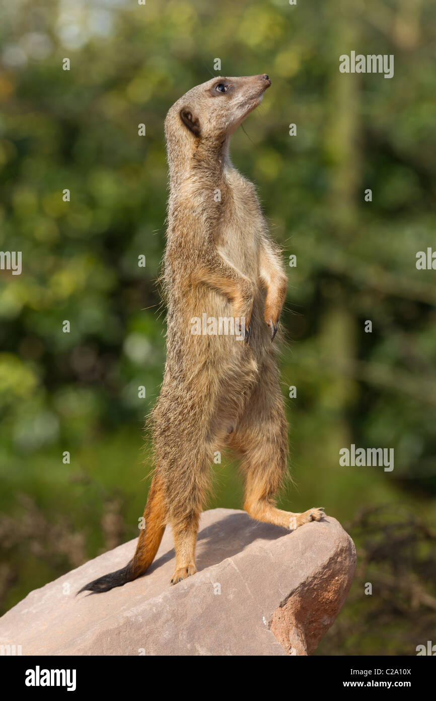 A meerkat standing on a rock, taken at Bristol Zoo's new Meerkat ...