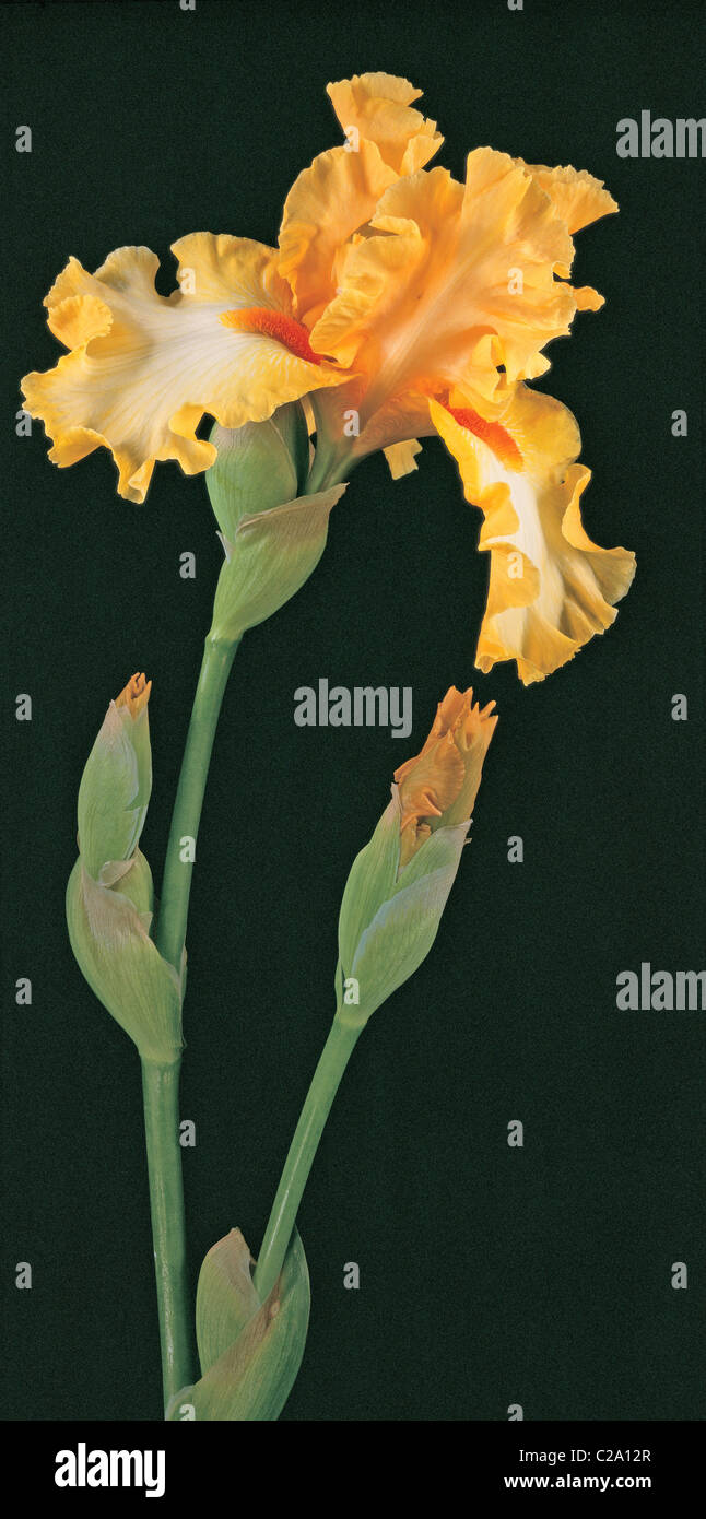 A close up studio portrait of the Bearded Iris 'Olympic Challenge ...