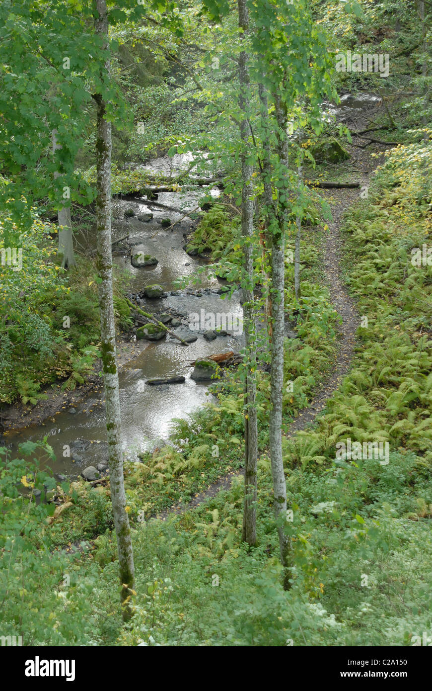 Stream flowing through a microclimate ravine Stock Photo - Alamy
