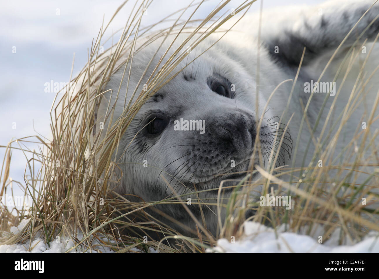 Gray Seal Pup on Helgoland Stock Photo - Alamy