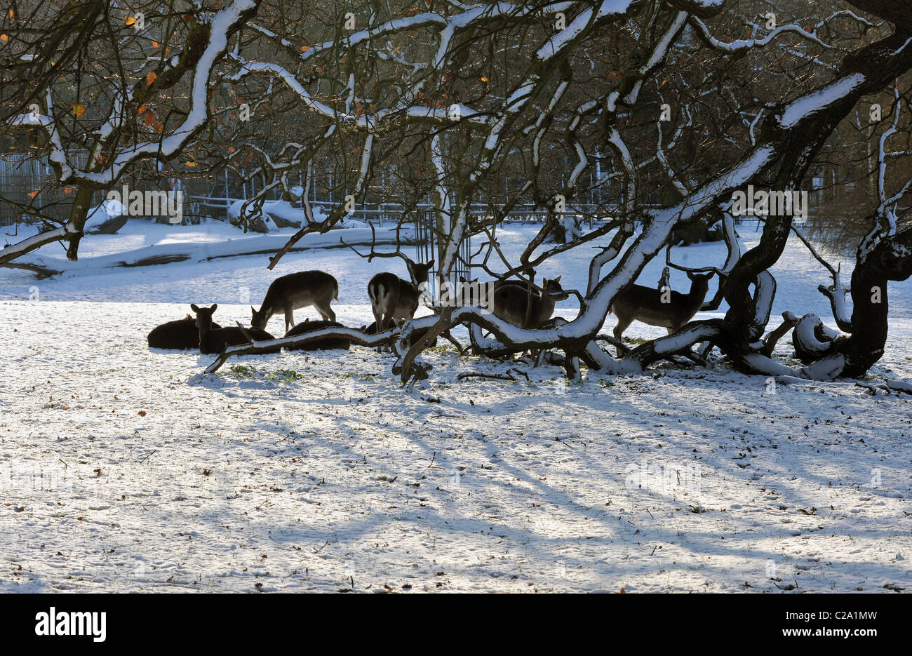 Deer relax in the snow in Golders Green Park. London, England - 18.12. ...