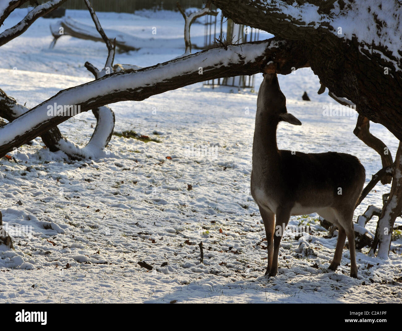 Deer relax in the snow in Golders Green Park. London, England - 18.12. ...