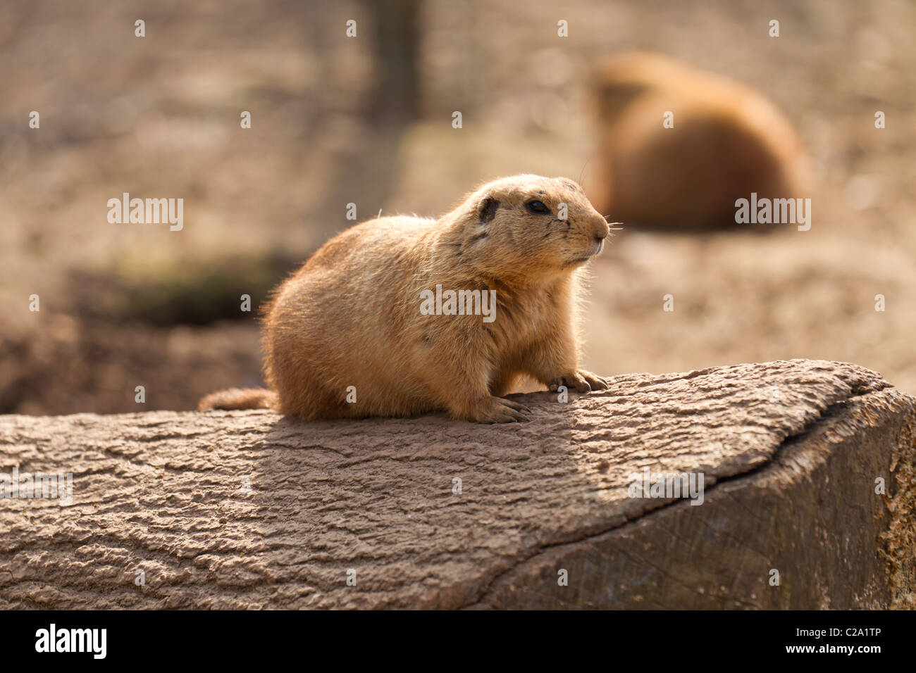 A prairie dog standing on a log at Bristol Zoo Stock Photo - Alamy