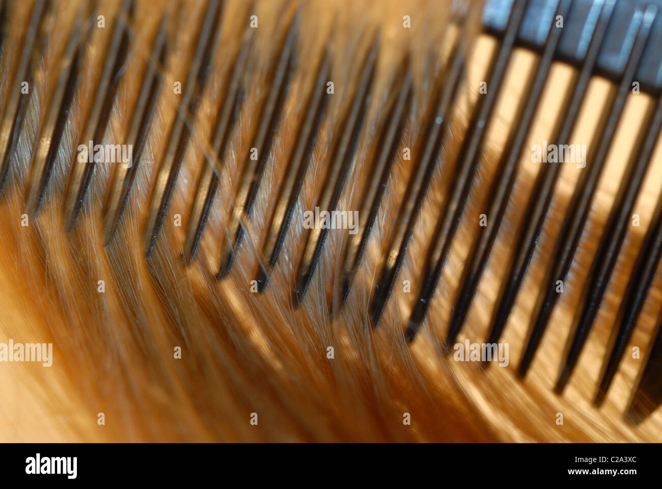 Nits hair hi-res stock photography and images - Alamy